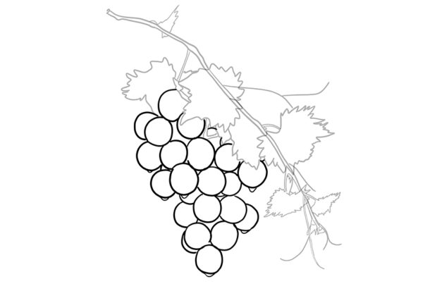 Trauben zeichnen - Lerne realistische Weintrauben zu malen