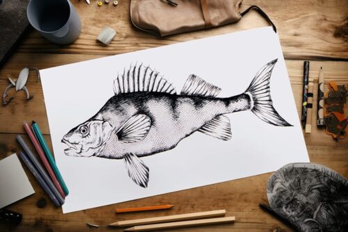 Fische zeichnen - Ein einfaches Tutorial für Anfänger